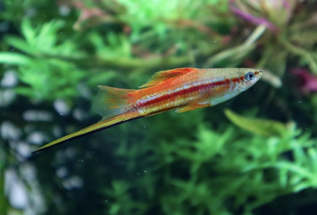 Aquarium Checklist - Equipment Guides for Fish Keepers