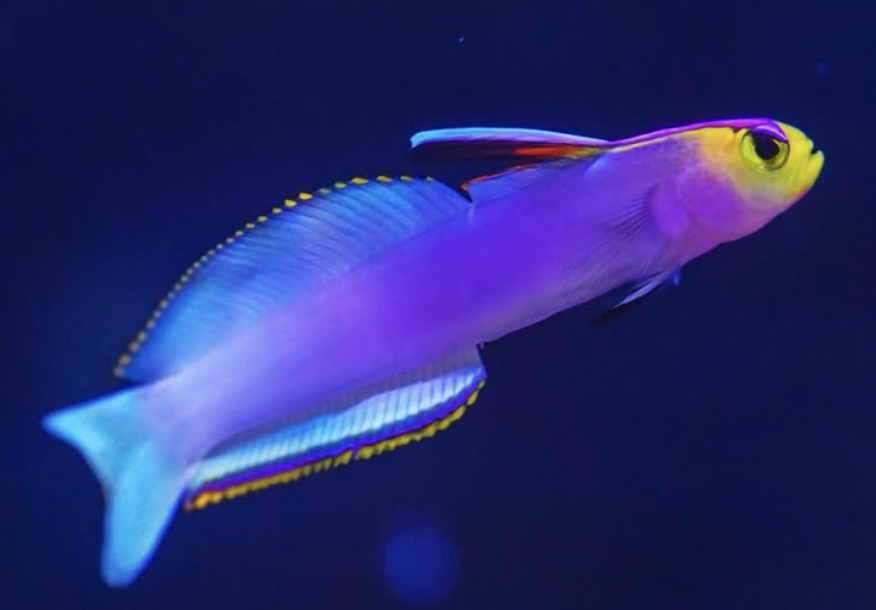 Aquarium Checklist - Equipment Guides for Fish Keepers