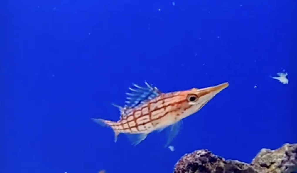 Aquarium Checklist - Equipment Guides for Fish Keepers
