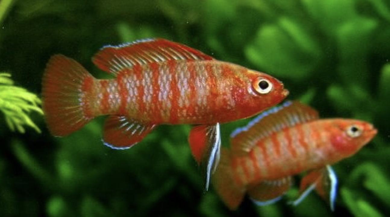 Aquarium Checklist - Equipment Guides for Fish Keepers