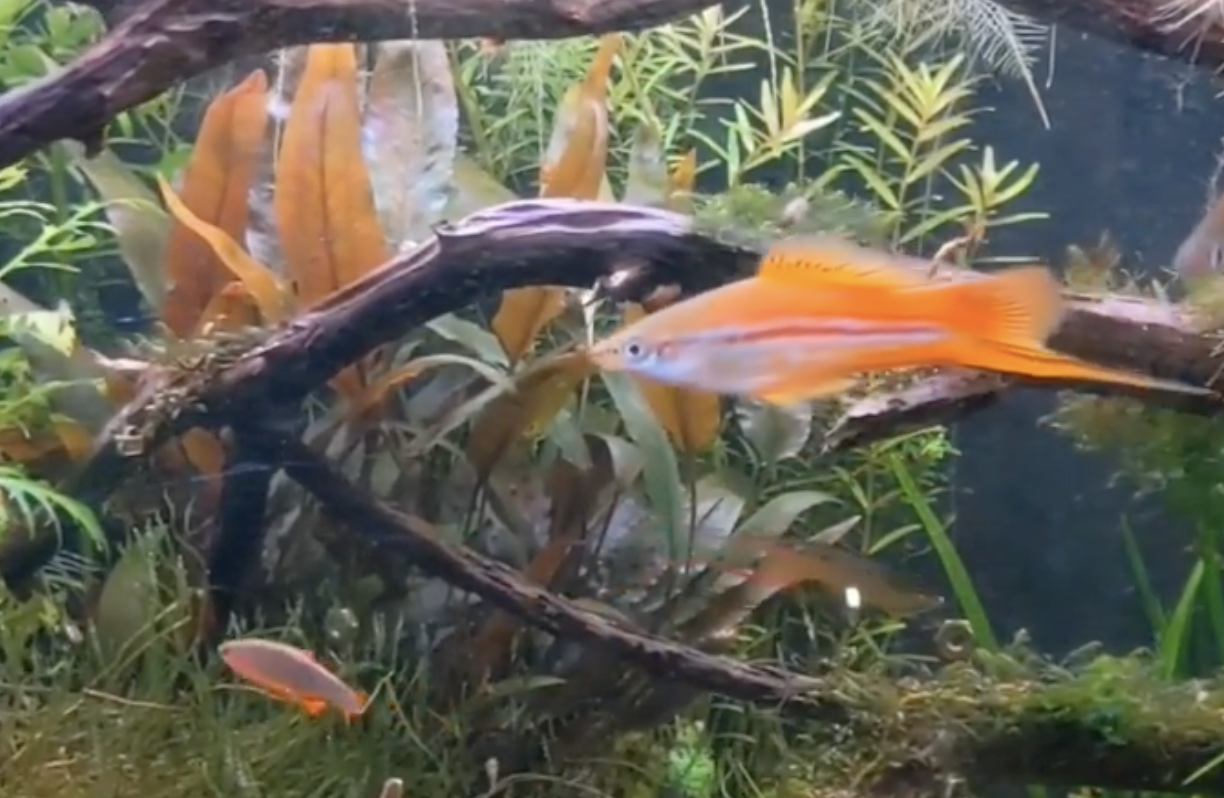 Aquarium Checklist - Equipment Guides for Fish Keepers